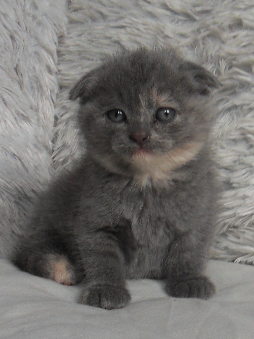 Scottish Fold and British Shorthair Scotland UK - Brifold cattery